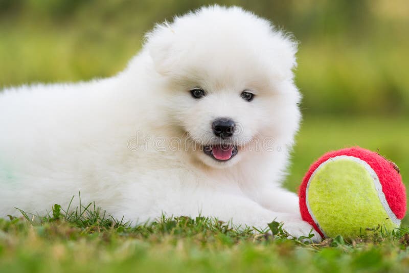 Samoyed Puppy Lying in a Meadow with a Ball Stock Image - Image of ...