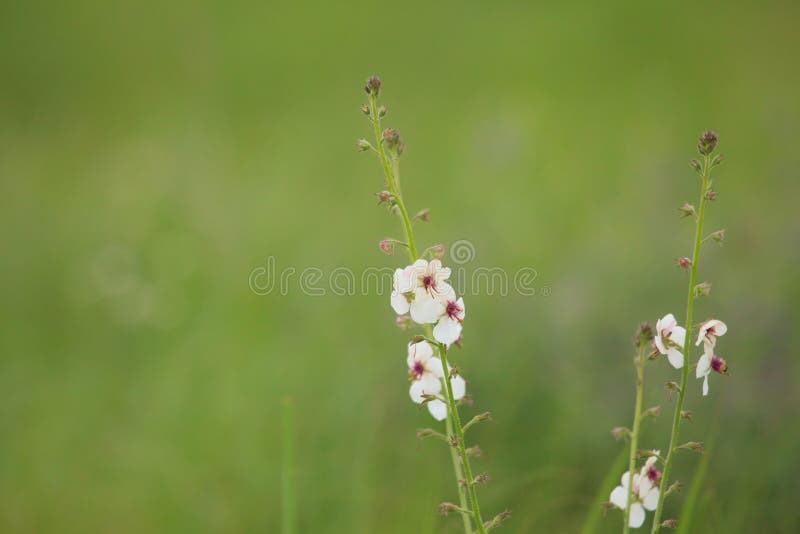 Samolus Ebracteatus - Bractless Brookweed Stock Photo - Image of water ...
