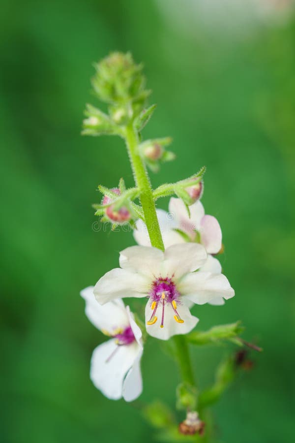 Samolus Ebracteatus - Bractless Brookweed Stock Photo - Image of water ...