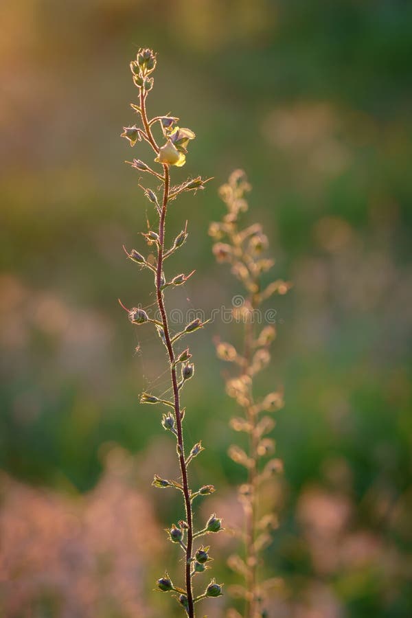 Samolus Ebracteatus - Bractless Brookweed Stock Image - Image of mojave ...