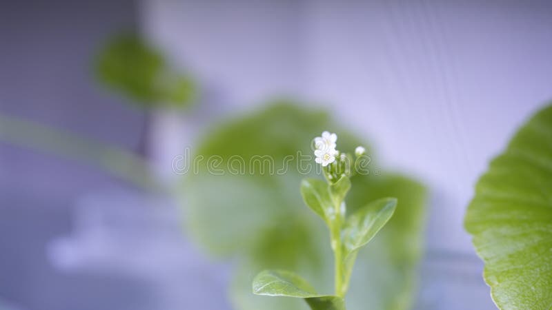 Samolus Valerandi Aquascaping, Aquarium Plant Macro Closeup Stock Image ...