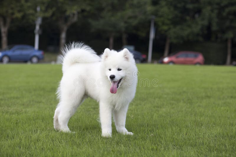 Samoye stock afbeelding. Image of trekkracht, hond, gazons - 120565963