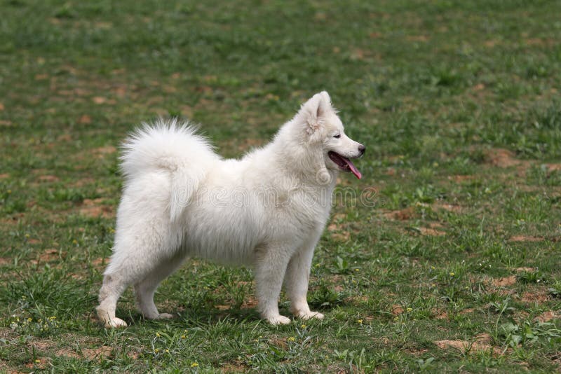 14,485 Samoyed Stock Photos - Free & Royalty-Free Stock Photos from ...
