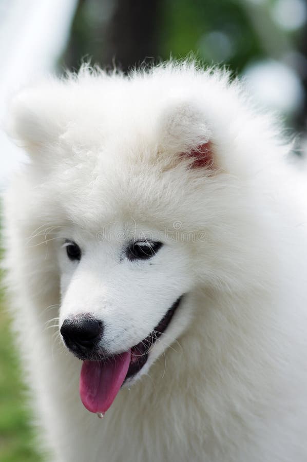 Alaskan Samoyed Puppy stock photo. Image of samoyed, beauty - 359566