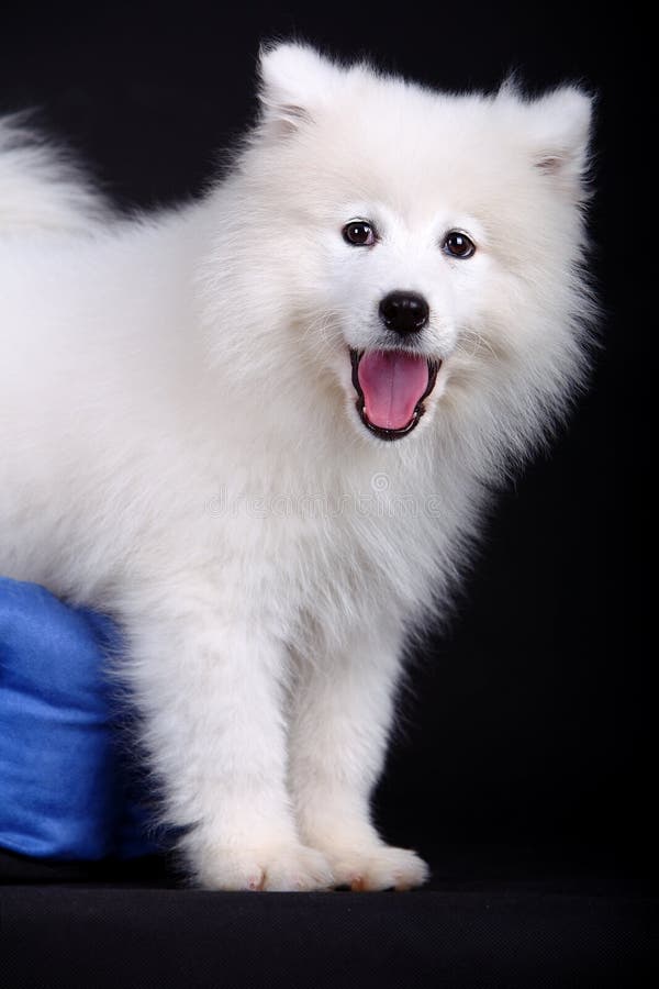 11,347 Samoyed Stock Photos - Free & Royalty-Free Stock Photos from ...