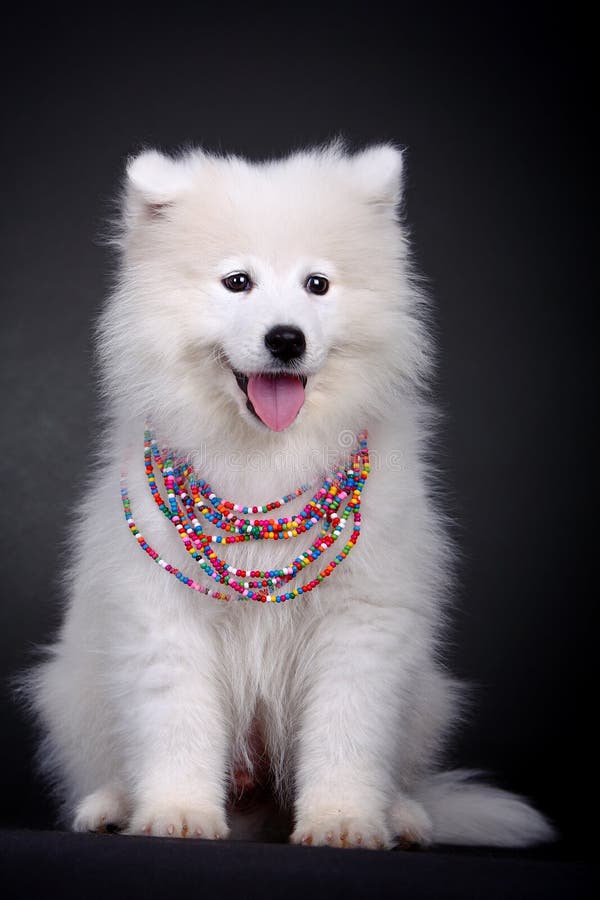 11,282 Samoyed Stock Photos - Free & Royalty-Free Stock Photos from ...