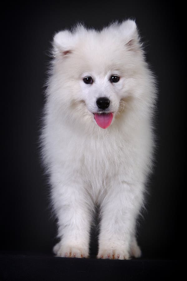 Samoyed stock photo. Image of innocent, outdoor, lovely - 4531752