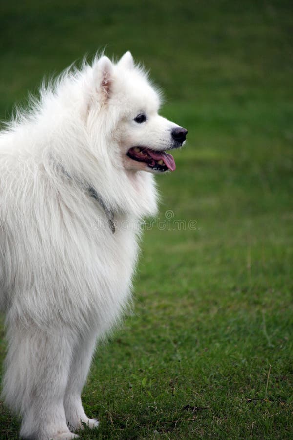 Samoyede stock photo. Image of sled, lovely, samoyede - 5985614