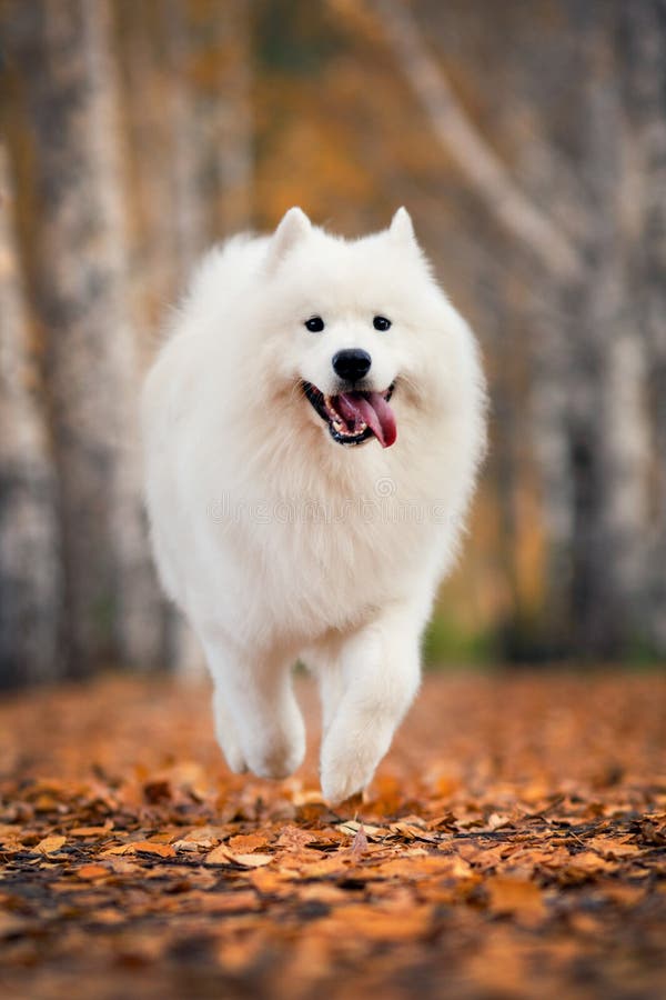 Samoyed in autumn park stock image. Image of outdoors - 160723997