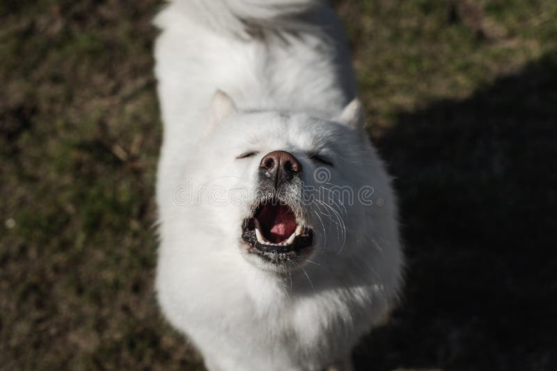 Does A Samoyed Puppy Bark Loudly