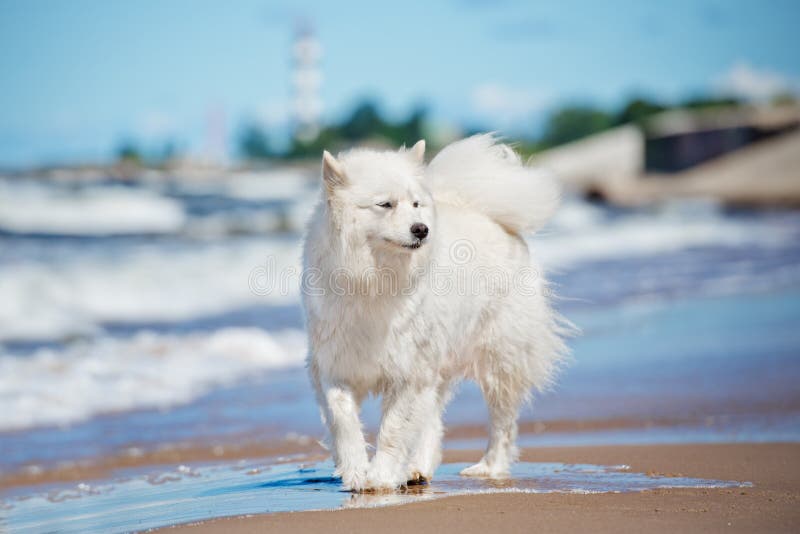 Samoyed on the beach stock image. Image of samoyed, summer - 58118895