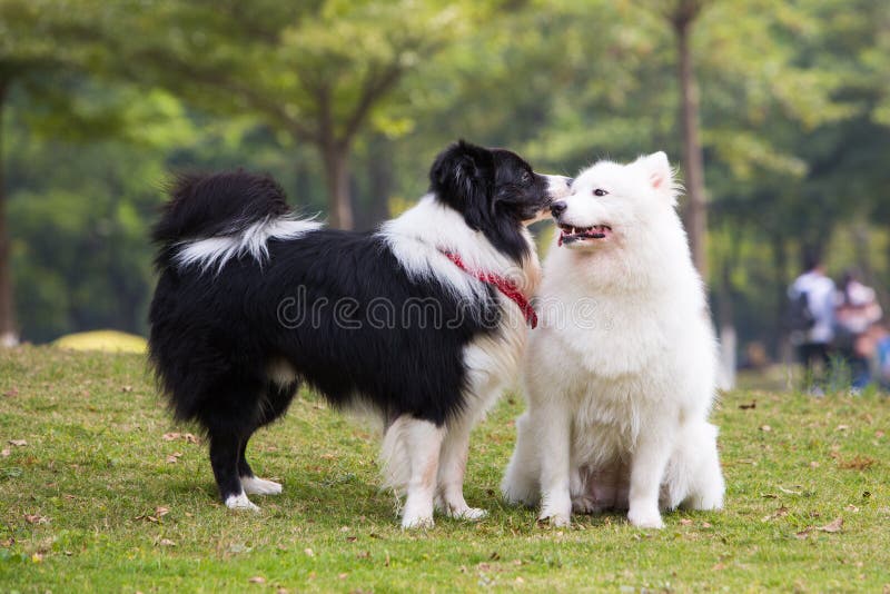 Samoyed Collie Mix