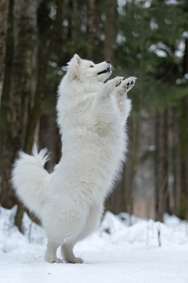 Samoyed is dancing stock photo. Image of winter, motion - 116459318