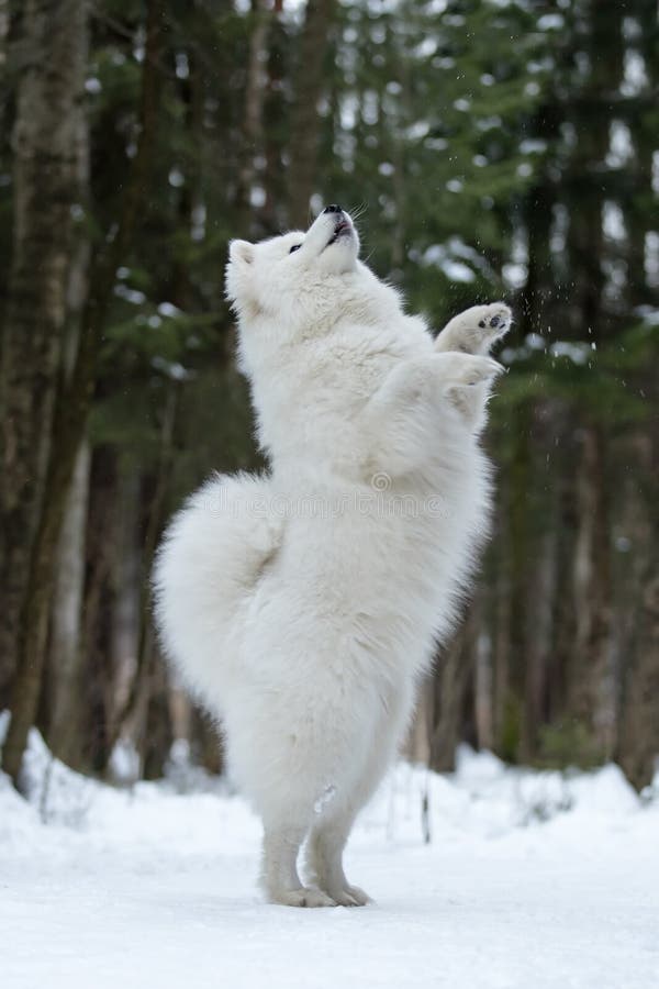 Samoyed is dancing stock image. Image of spring, dancing - 116462049
