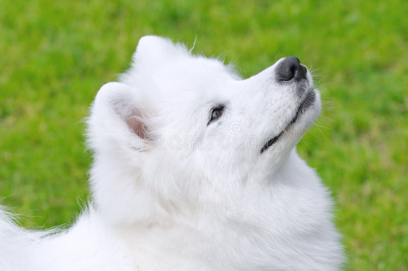 Samoyed dog stock image. Image of pedigree, color, muzzle - 10111965