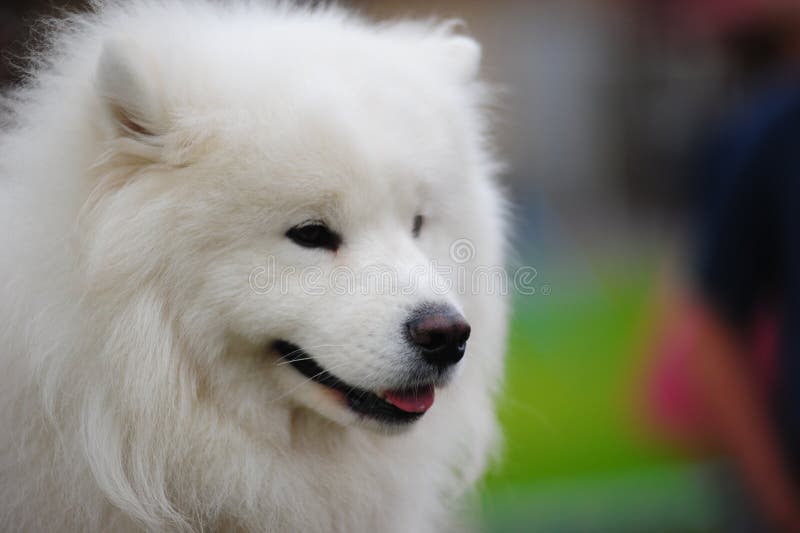 Alaskan Samoyed Puppy stock photo. Image of samoyed, beauty - 359566