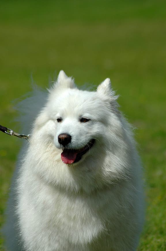 1,405 Purebred Samoyed Dogs Stock Photos - Free & Royalty-Free Stock ...