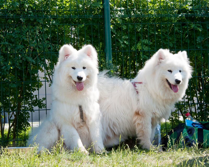 Samoyed dog stock photo. Image of spring, fluffy, mammal - 19814538