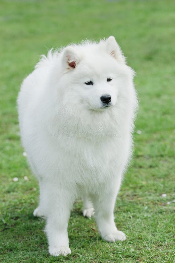 Samoyed dog stock image. Image of affection, purebred - 23119951