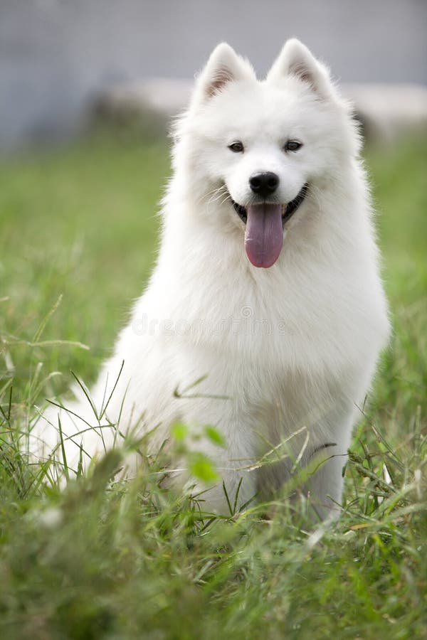 Samoyed dog stock image. Image of grooming, fair, cuddle - 23148685