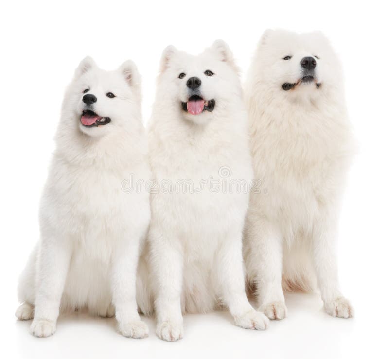 Three Samoyed Puppies Isolated on Black Background Stock Photo - Image ...