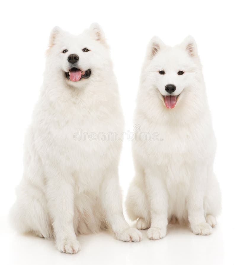 12,561 Samoyed Stock Photos - Free & Royalty-Free Stock Photos from ...
