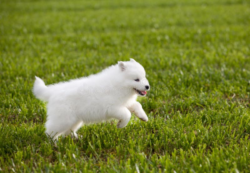 Happy Samoyed Dog Running Outdoors in Summer Stock Photo - Image of ...