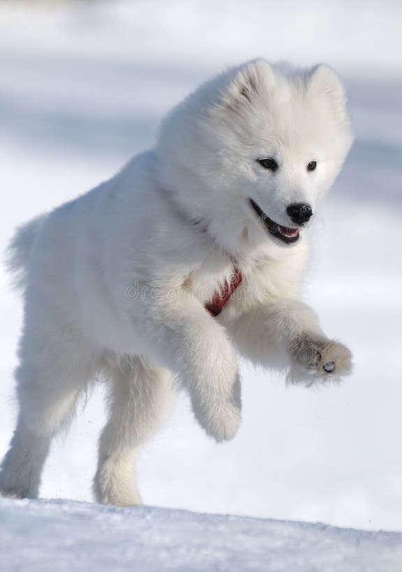 Samoyed dog stock image. Image of hyper, playing, jumping - 6427831