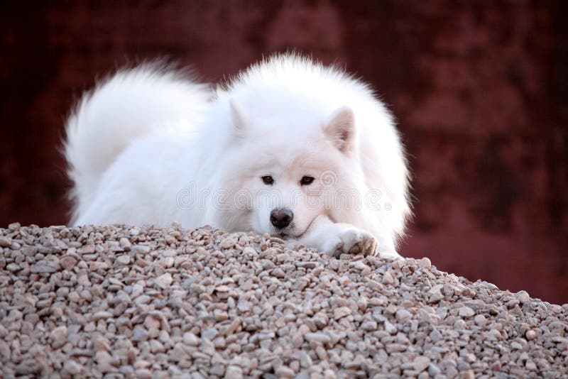 Samoyed dog stock photo. Image of pedigree, pack, breed - 6442640