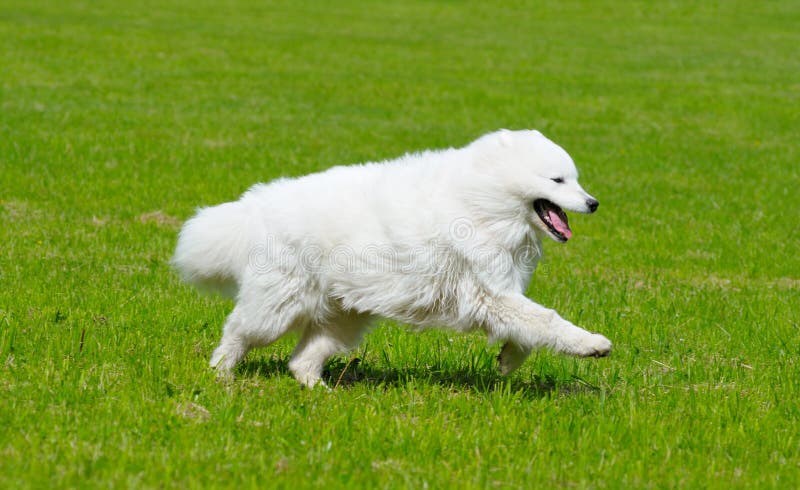 Beautiful samoyed dog stock photo. Image of muzzle, fluffy - 22466834