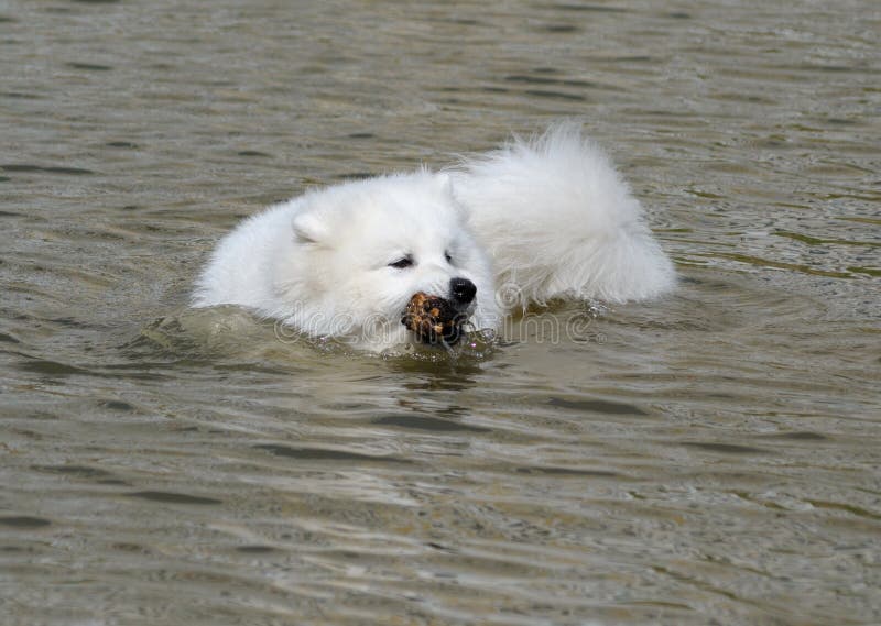 Samoyed, American Eskimo Dog Stock Photo - Image of hyper, coat: 19143596