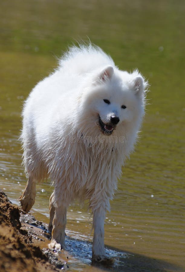 Samoyed, American Eskimo Dog Stock Photo - Image of hyper, coat: 19143596