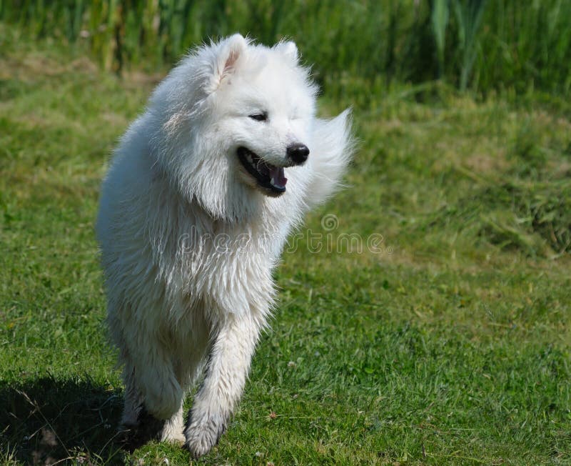 Samoyed, American Eskimo Dog Stock Photo - Image of hyper, coat: 19143596