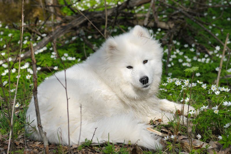 10,589 Samoyed Photos - Free & Royalty-Free Stock Photos from Dreamstime