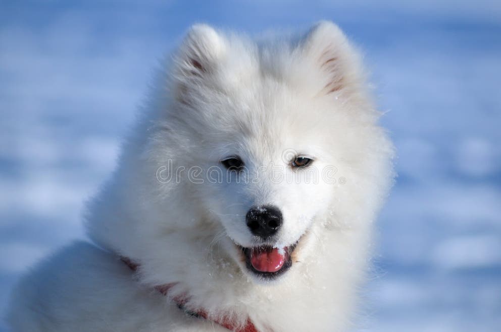 Samoyed dog stock photo. Image of samoyed, winter, eskimo - 7083866