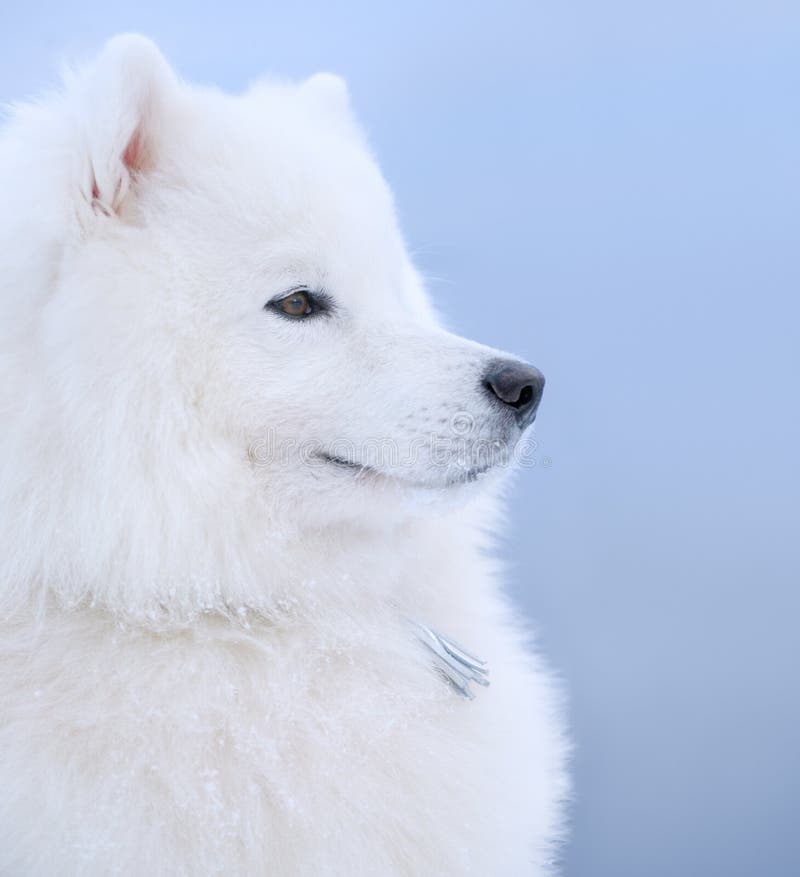 Samoyed dog stock image. Image of face, puppy, muzzle - 7548131