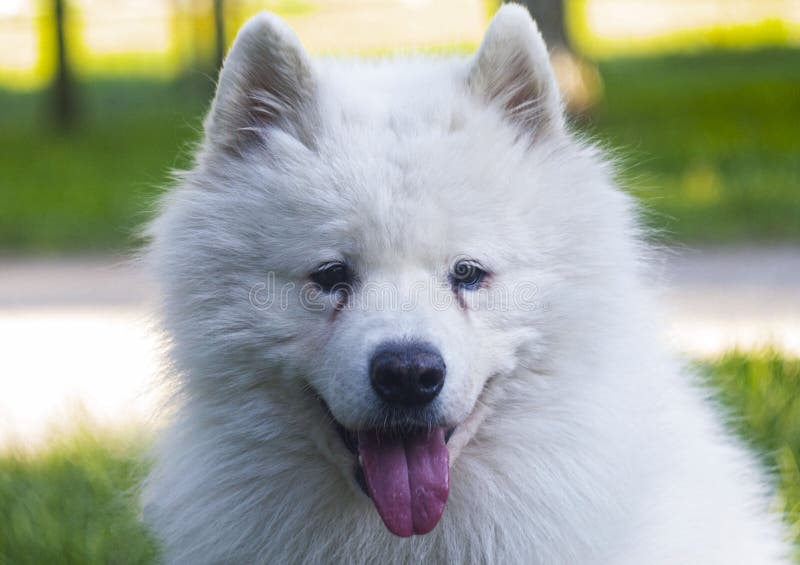 Samoyed dog stock image. Image of snout, pomeranian, eurasier - 63042203