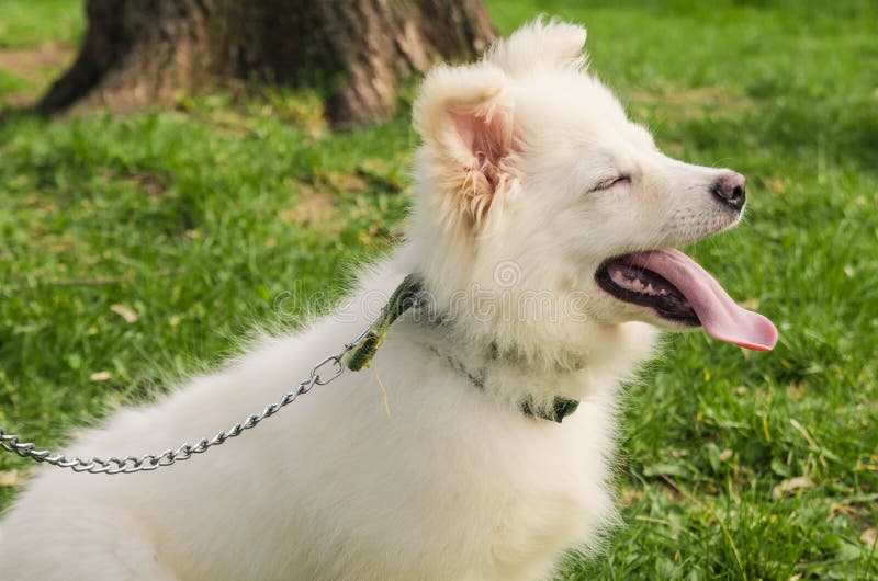 Samoyed dog close up stock photo. Image of educated - 159565136