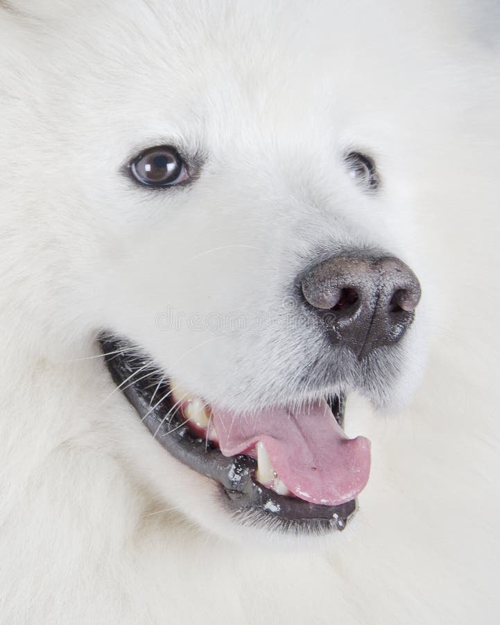 Face of sad samoyed dog stock image. Image of rest, alert - 36472419