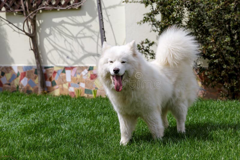 Samoyed dog stock photo. Image of fluffy, color, hair - 52412564