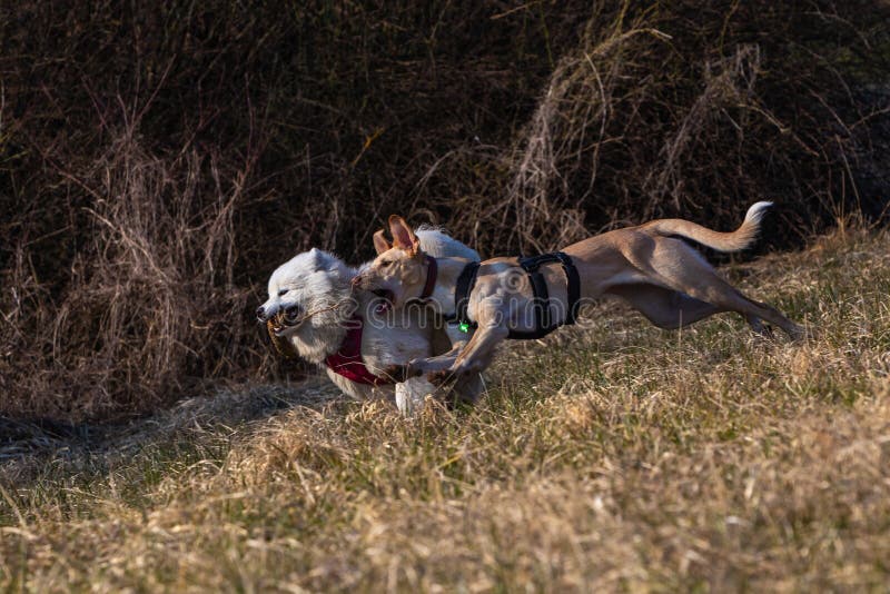Samoyed Dog Have a Fight Over a Stick Stock Photo - Image of walk ...