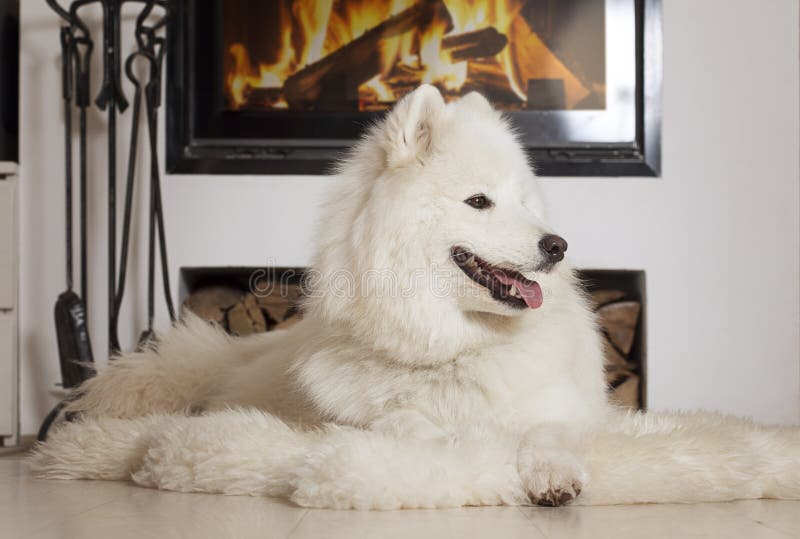 Samoyed Dog at Home by Fireplace Stock Image - Image of fluffy ...