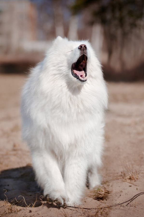 Samoyed Dog Howling Portrait Stock Photo - Image of companion, grass ...