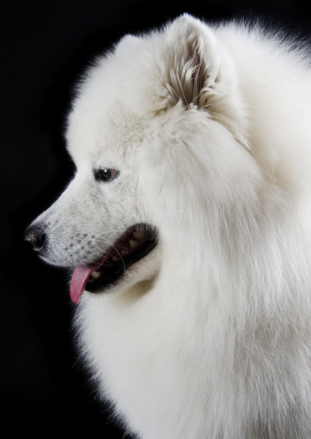 Face of sad samoyed dog stock image. Image of rest, alert - 36472419