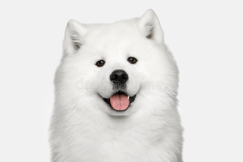 11,667 Samoyed Stock Photos - Free & Royalty-Free Stock Photos from ...
