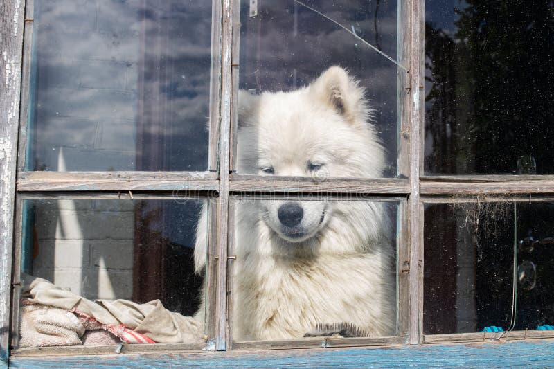 163 Sad Samoyed Stock Photos - Free & Royalty-Free Stock Photos from ...