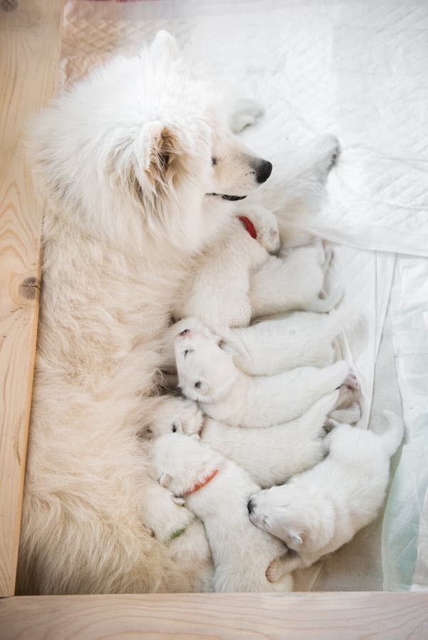 Samoyed Dog Mother with Puppies. Puppies Suckling Mother Stock Photo ...