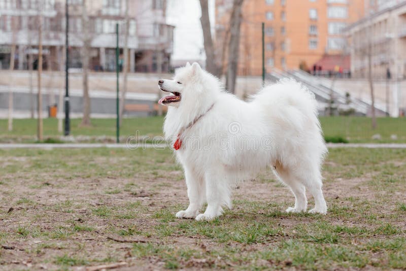 Samoyed Dog in the Park. Big White Fluffy Dog on a Walk Stock Image ...
