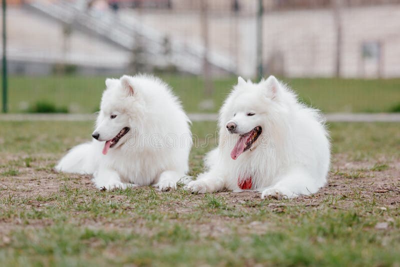 Samoyed Dog in the Park. Big White Fluffy Dog on a Walk Stock Image ...