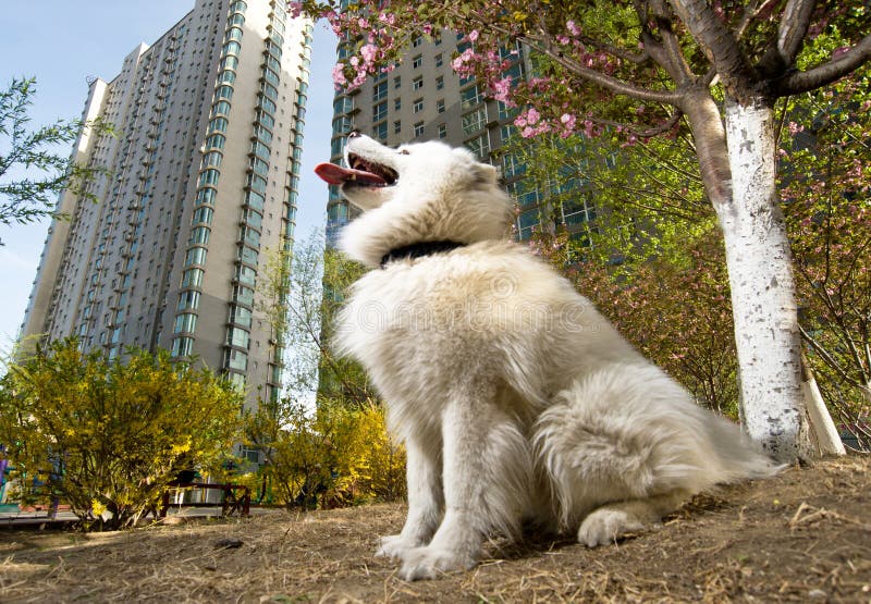 Samoyed Shepherd Mix Stock Photos - Free & Royalty-Free Stock Photos ...